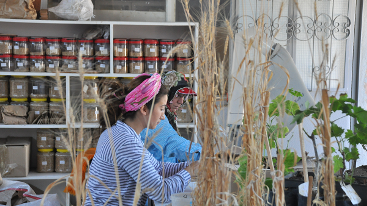 Yeni Milli Buğdaylar - Doğruhaber