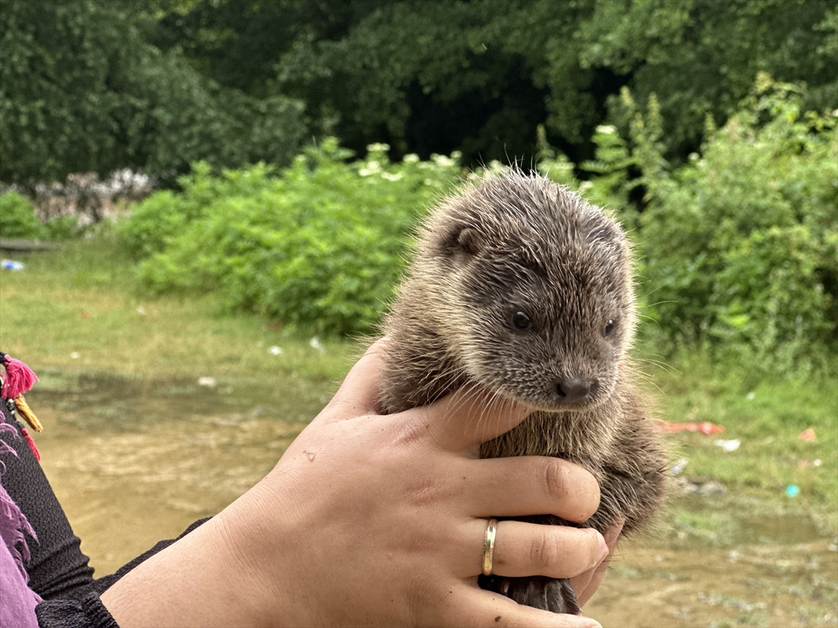 Nesli tükenmekte olan su samurunu fare sandılar - Doğruhaber
