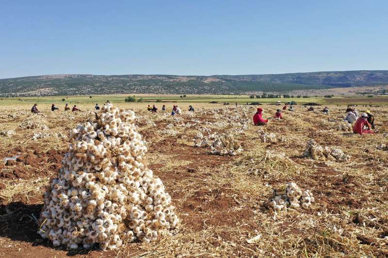 Hasankeyf'e özgü "mehina sarımsağı" coğrafi işaretle tescillendi ...